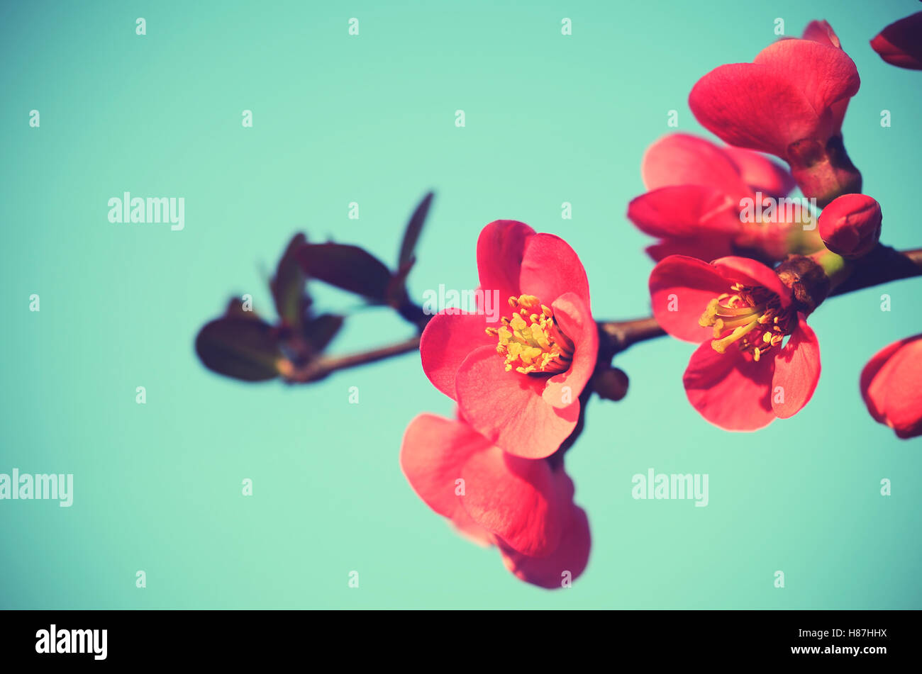 Vintage photo of red flowers Stock Photo - Alamy
