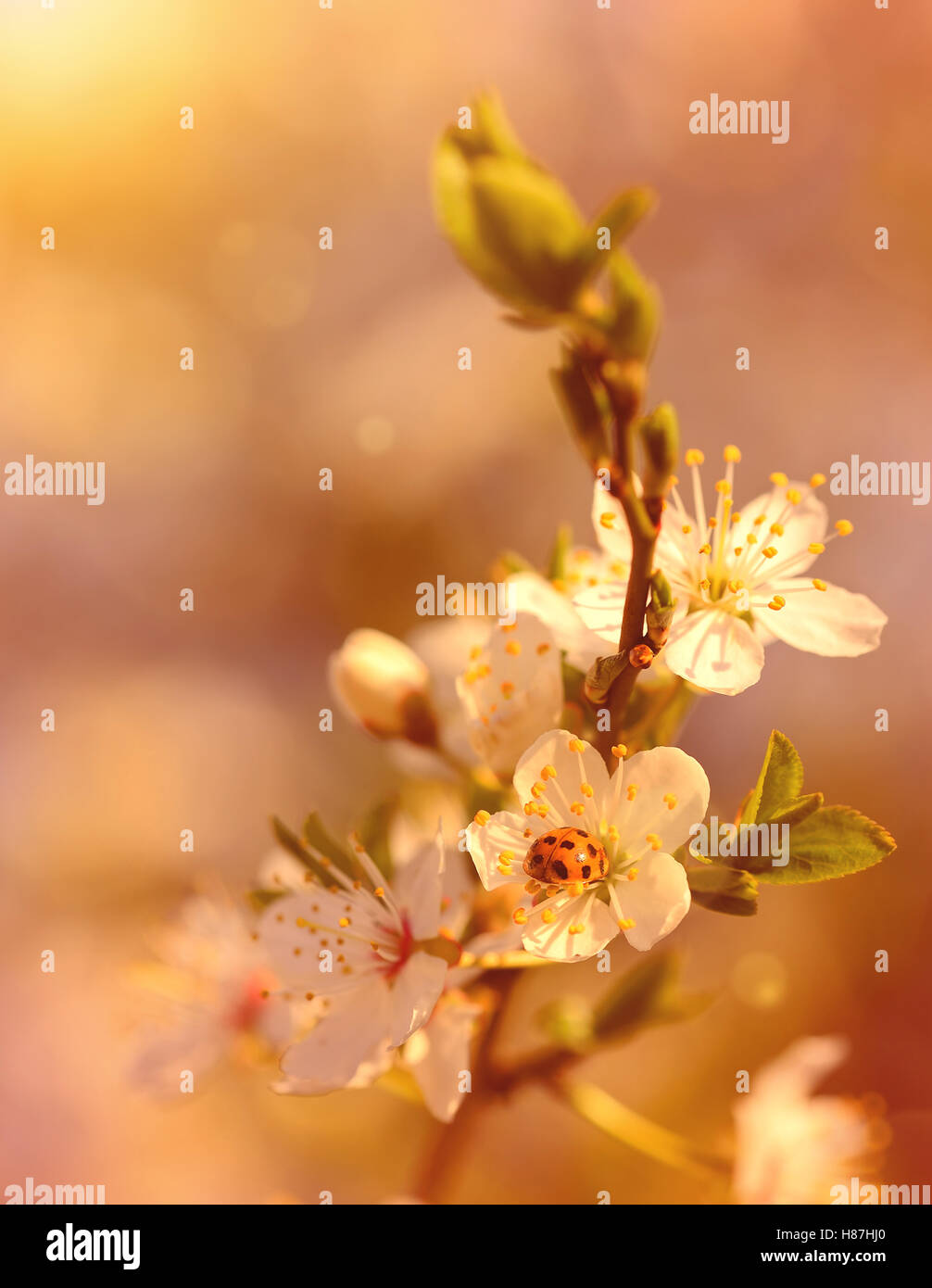 Dreamy photo of cherry flower in spring Stock Photo - Alamy