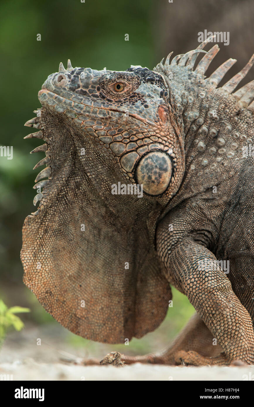 Green Iguana (Iguana iguana) male showing large dewlap, Banco ...