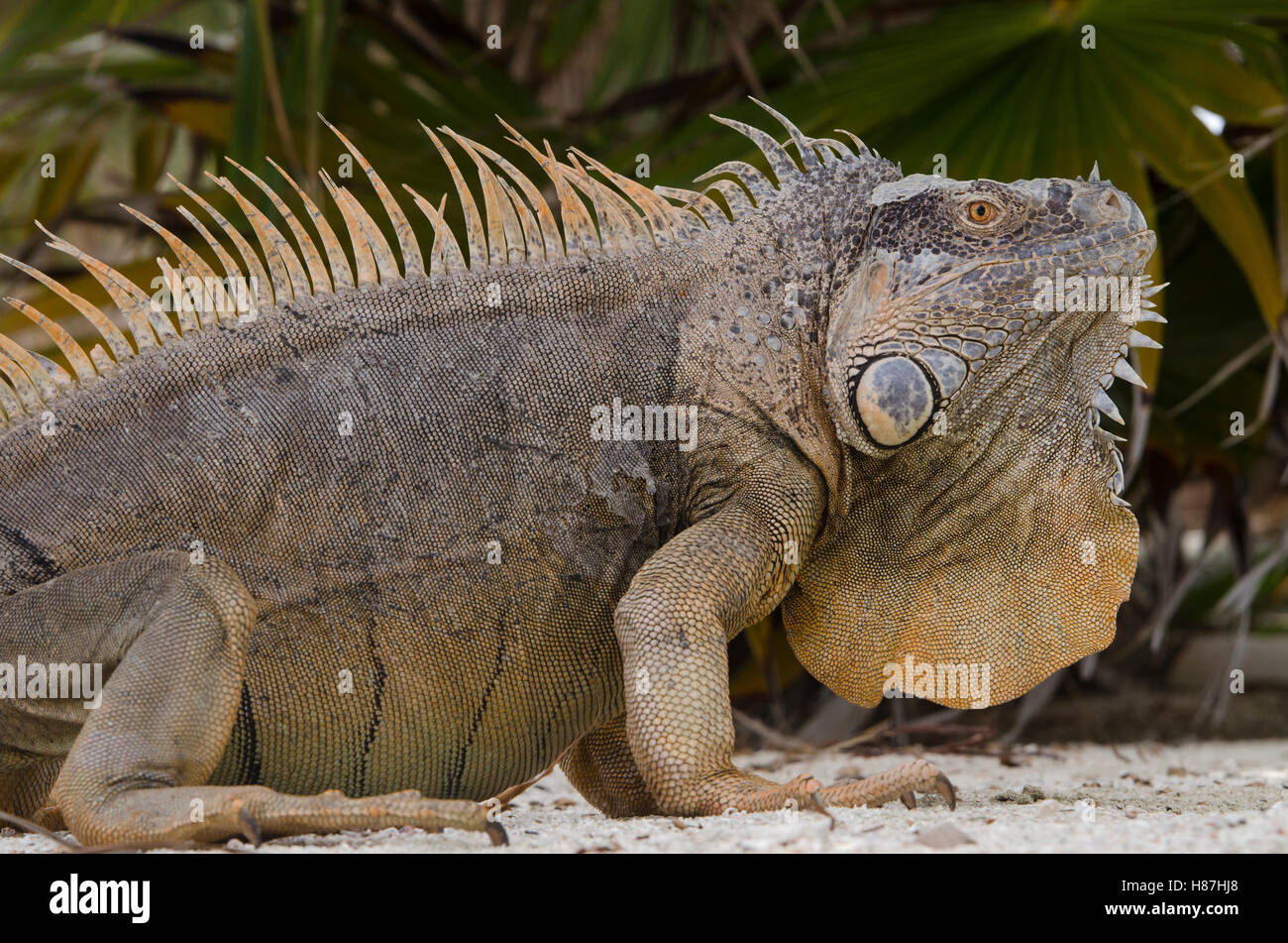 Green Iguana (Iguana iguana) male showing large dewlap, Banco ...