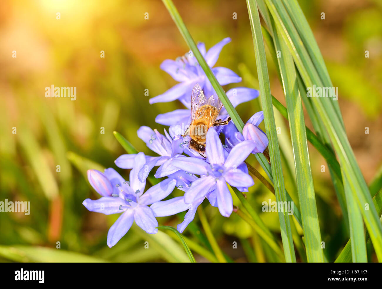 Wildflower and bee in the field at spring Stock Photo - Alamy