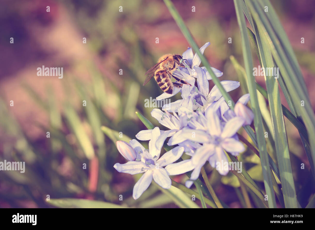Vintage photo of bee on wildflower bee in the field at spring Stock ...
