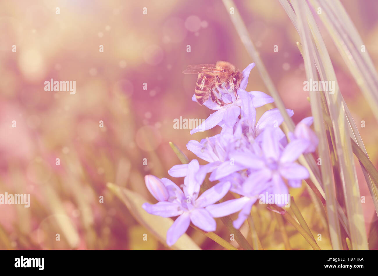 Dreamy photo of bee on wildflower in the field at spring Stock Photo ...