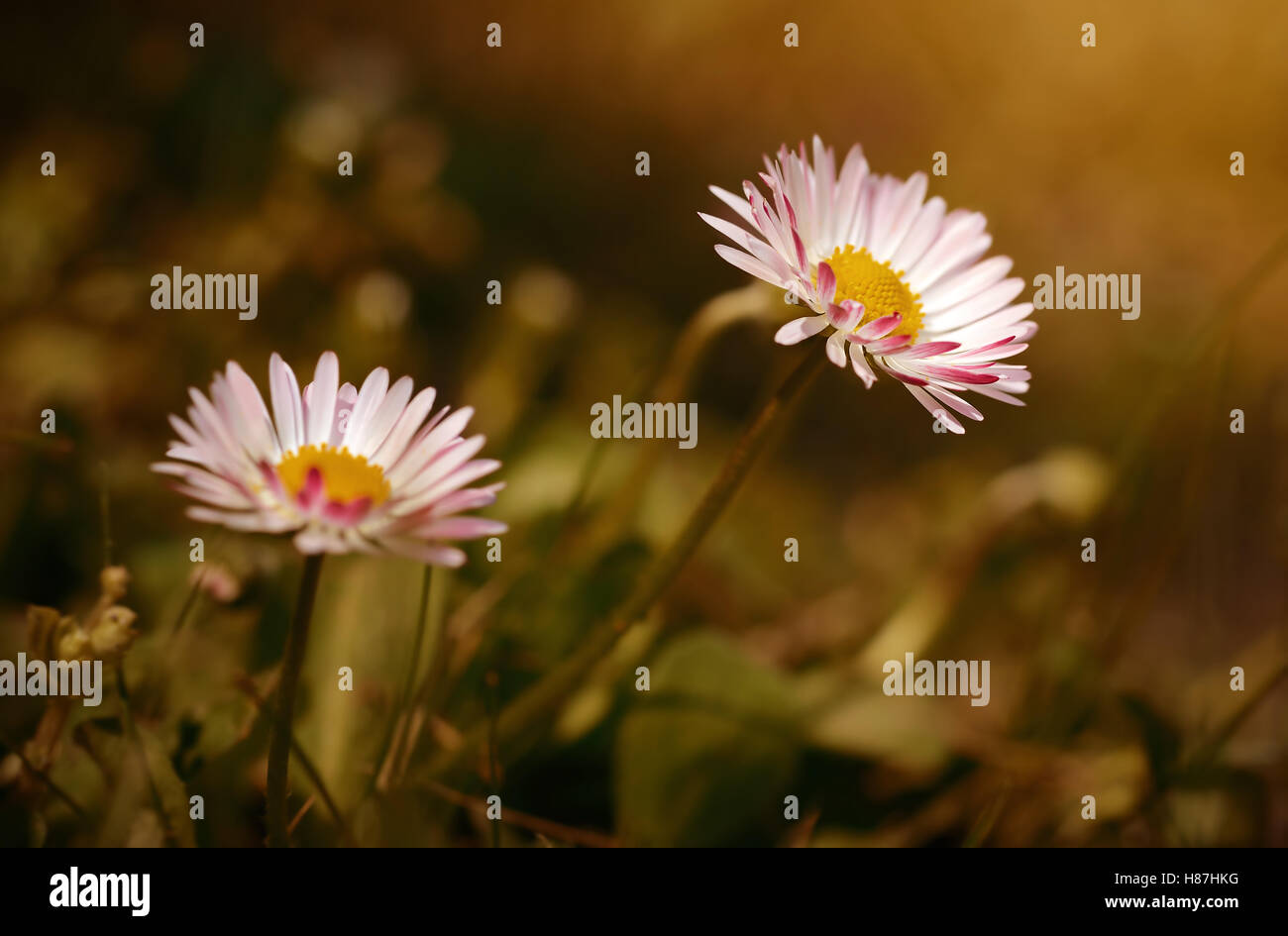Daisy flower bloom in the field at sunset Stock Photo - Alamy