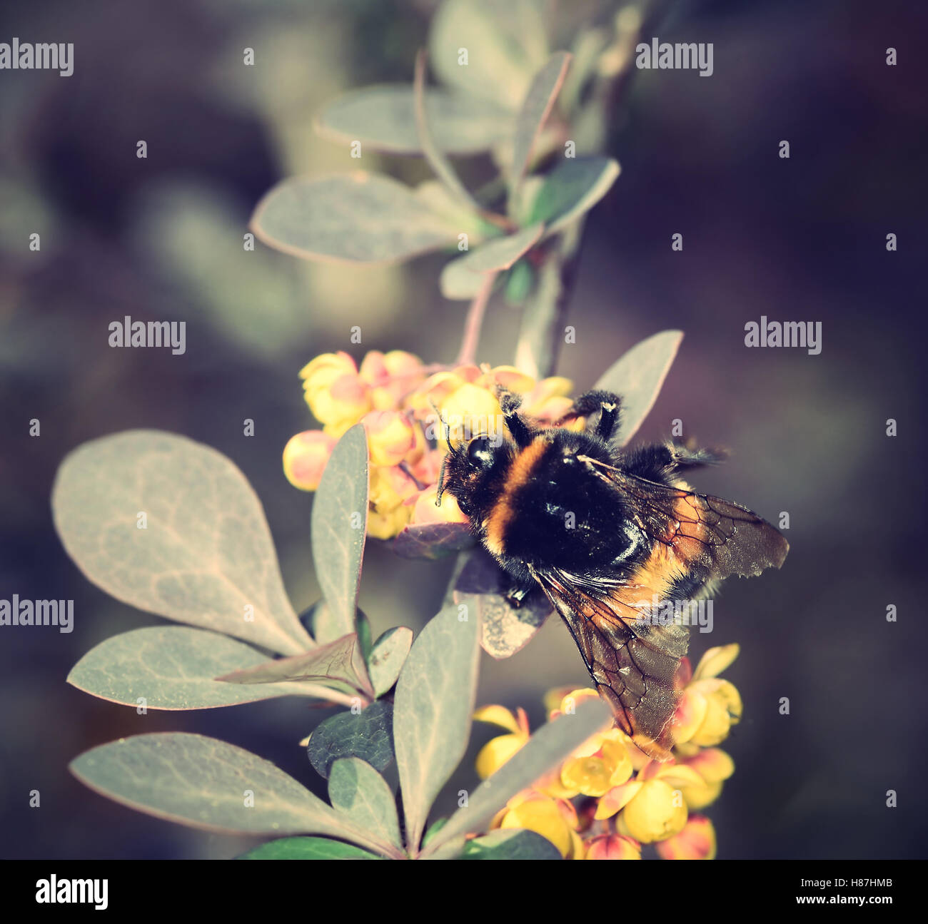 Wintage photo of Bumble-bee Stock Photo - Alamy