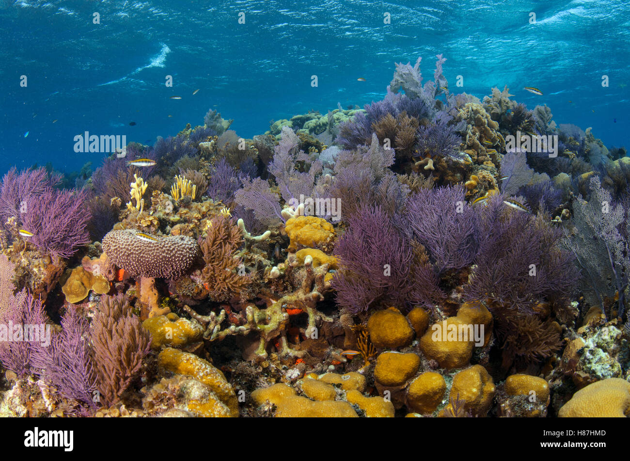 Coral reef, Banco Chinchorro, Yucatan Peninsula, Mexico Stock Photo - Alamy