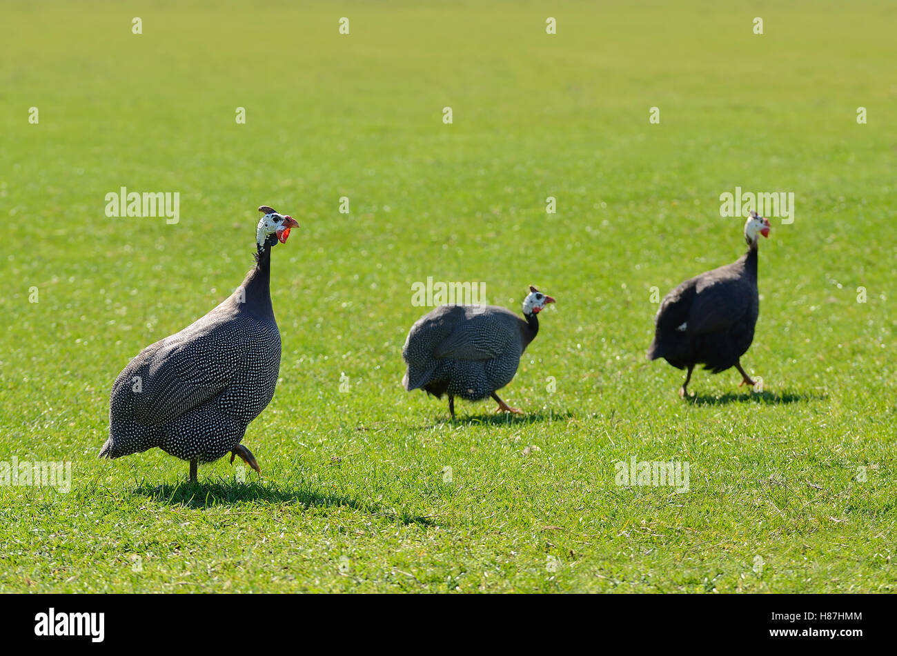 Wild guinea fowl on the green grass Stock Photo - Alamy