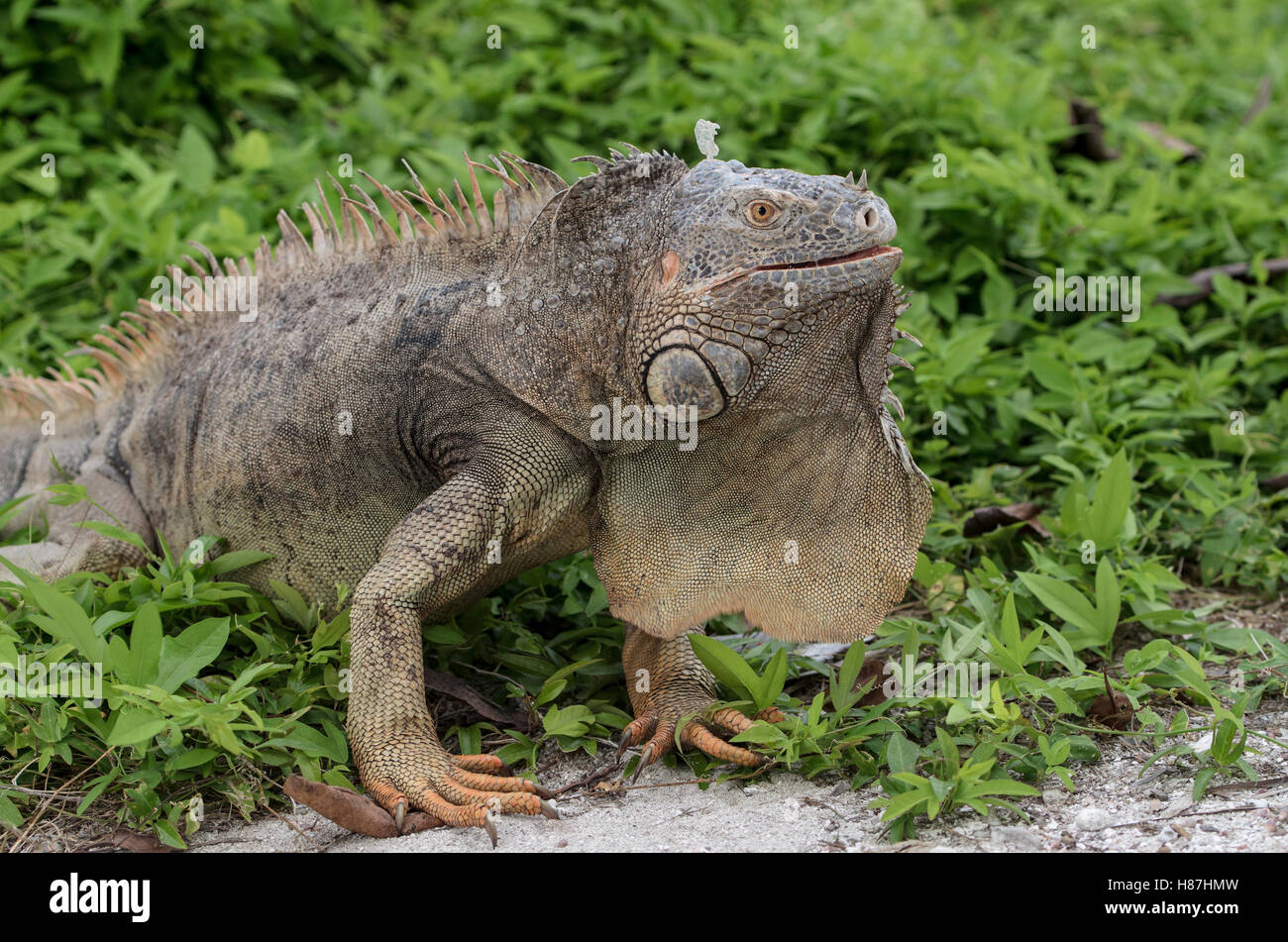 Green Iguana (Iguana iguana) male showing large dewlap, Banco ...
