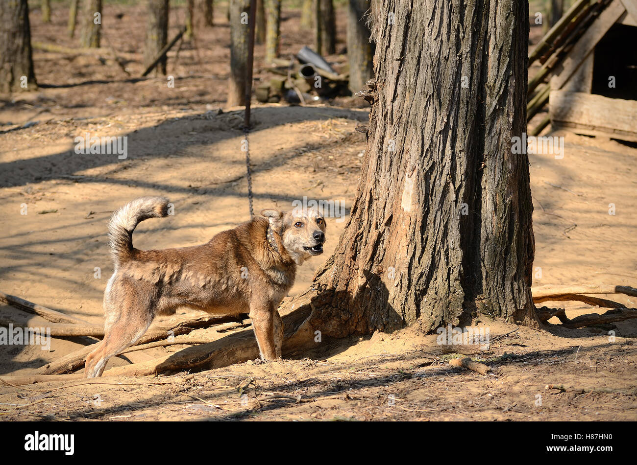 Chained dog on the farm Stock Photo - Alamy
