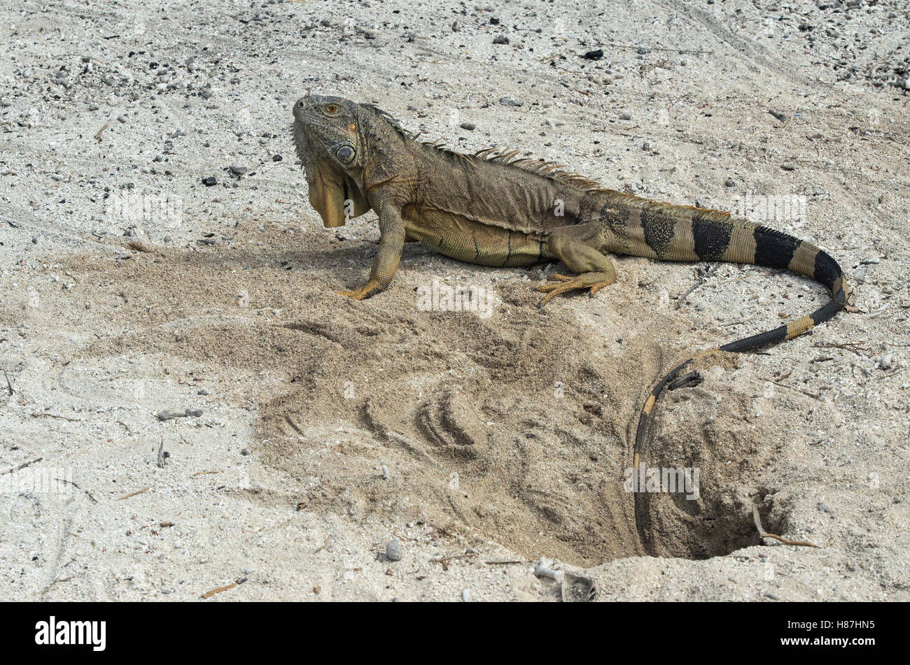 Green Iguana (Iguana iguana) female near nest burrow, Banco Chinchorro ...