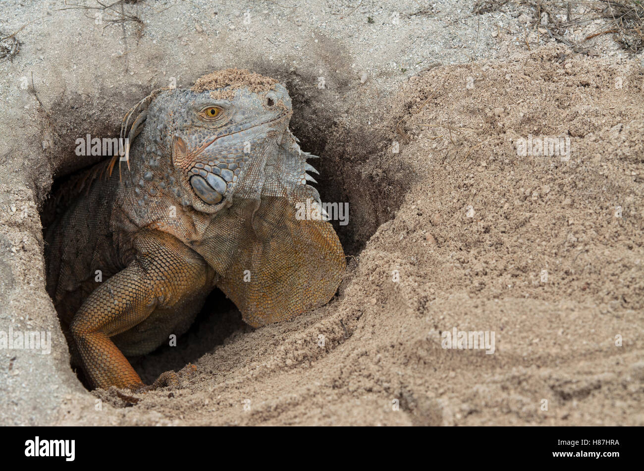 Green Iguana (Iguana iguana) female in nest burrow, Banco Chinchorro ...