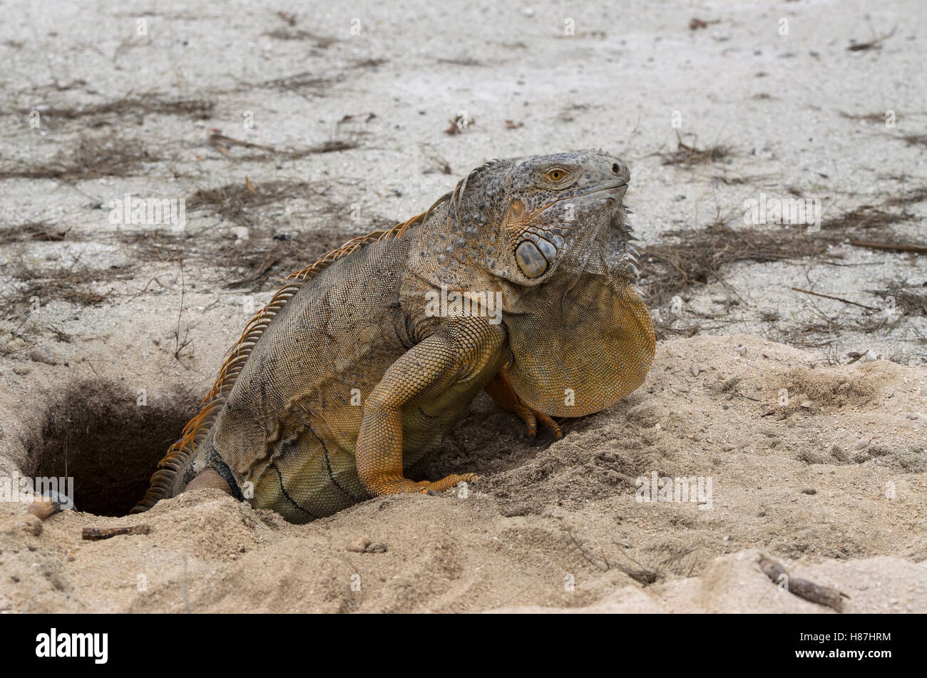 Green Iguana (Iguana iguana) female in nest burrow, Banco Chinchorro ...