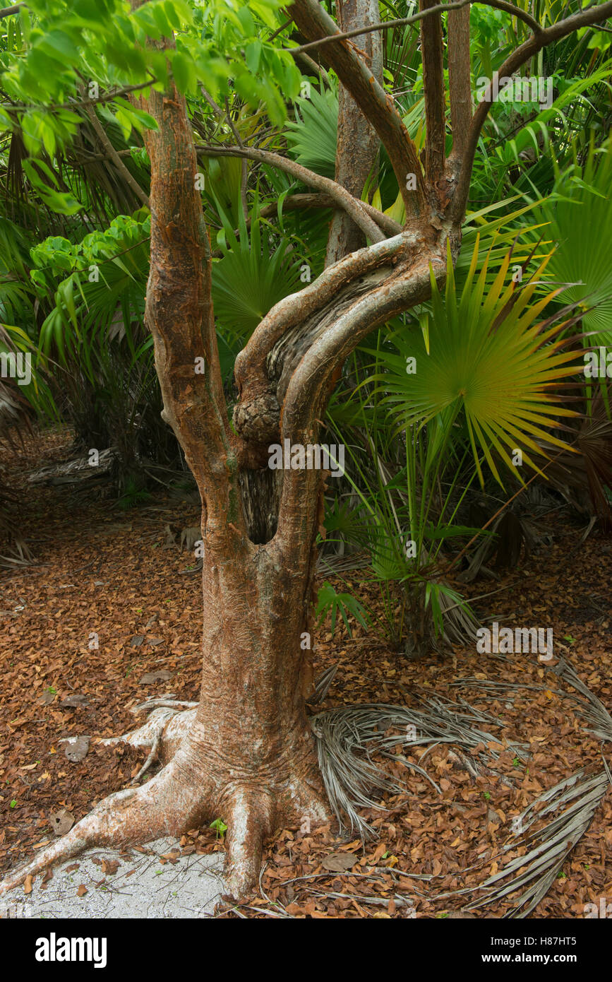 Gumbo Limbo (Bursera simaruba) tree, Banco Chinchorro, Yucatan ...