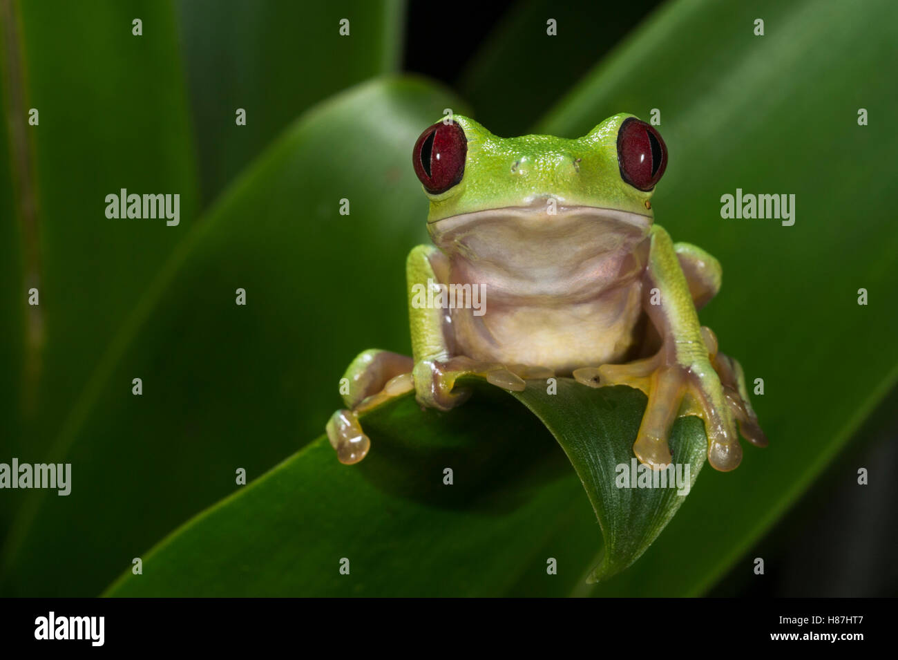 Gliding Leaf Frog (Agalychnis spurrelli), native to South America Stock ...