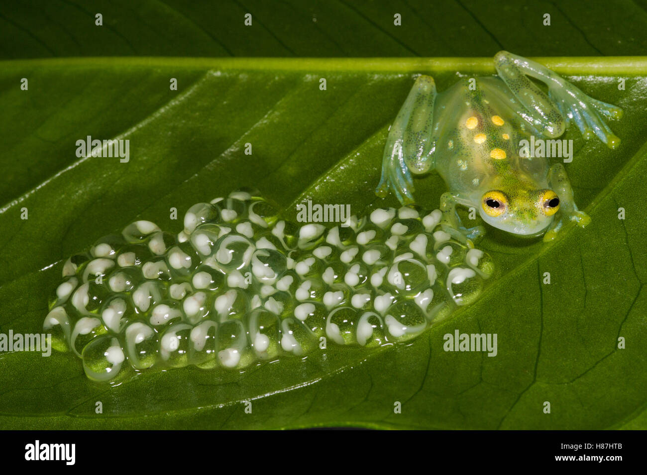 Glass Frog (Hyalinobatrachium aureoguttatum) and eggs, native to South ...