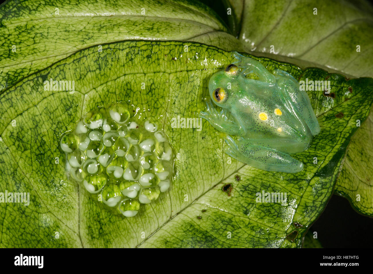 Glass Frog Eggs
