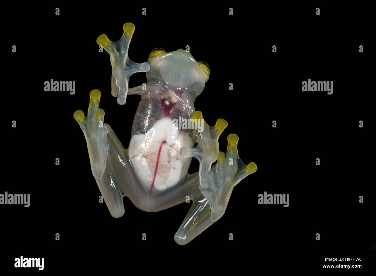Glass Frog (Hyalinobatrachium aureoguttatum) underside showing internal ...