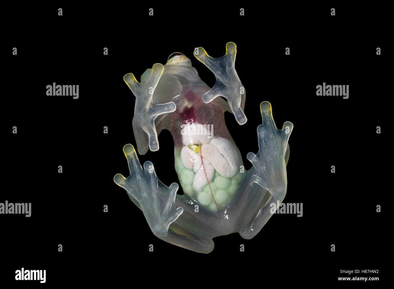 Glass Frog (Hyalinobatrachium aureoguttatum) underside showing internal ...