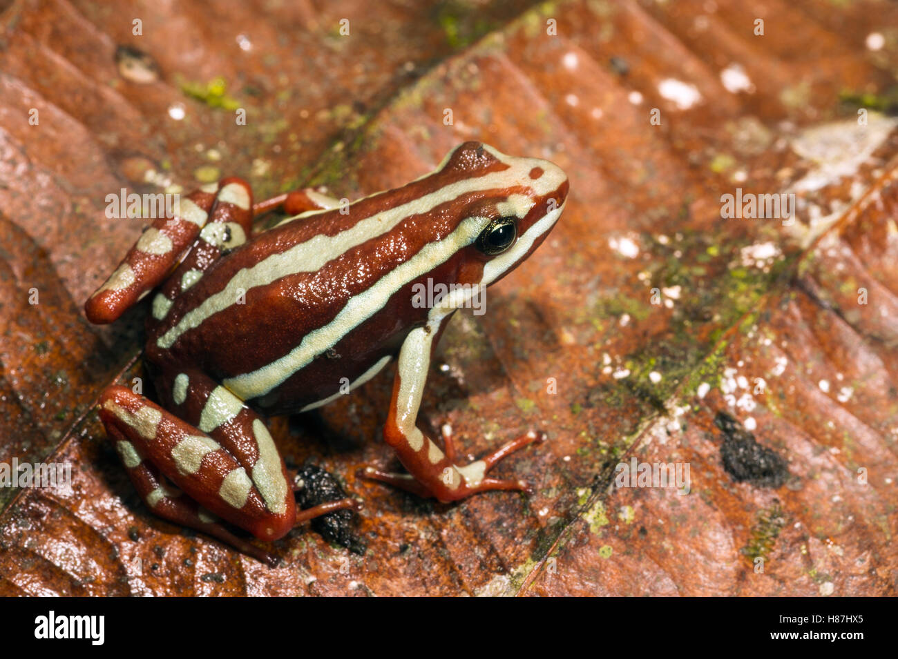 Anthony's Poison Arrow Frog (Epipedobates anthonyi), native to South ...