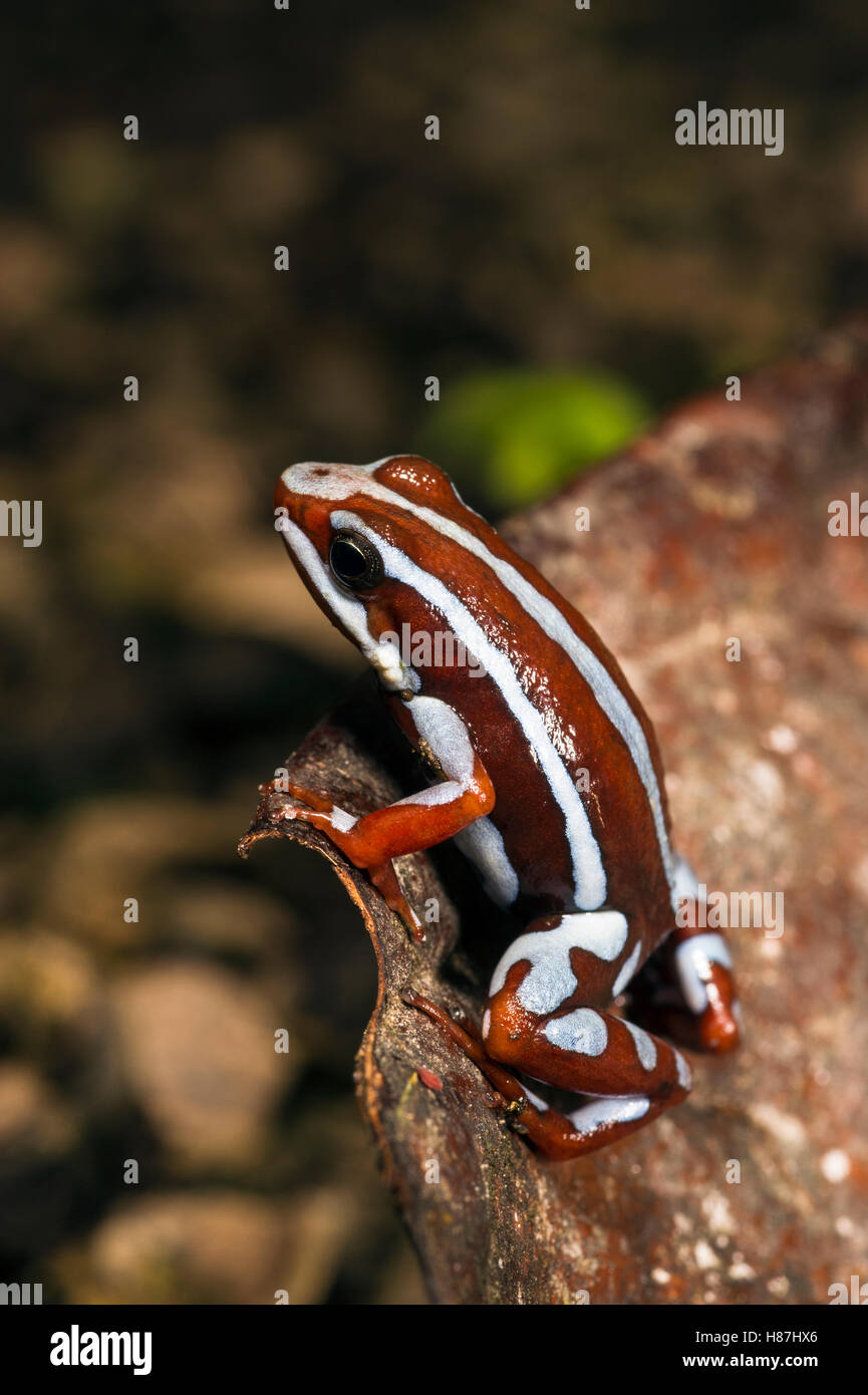 Anthony's Poison Arrow Frog (Epipedobates anthonyi), native to South ...
