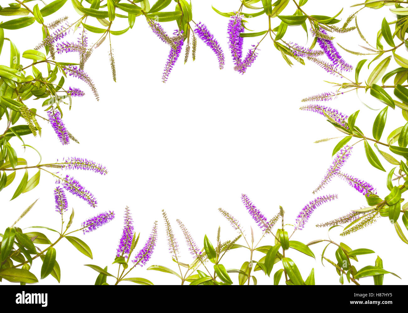 Summer Lilac Flower Frame Stock Photo - Alamy