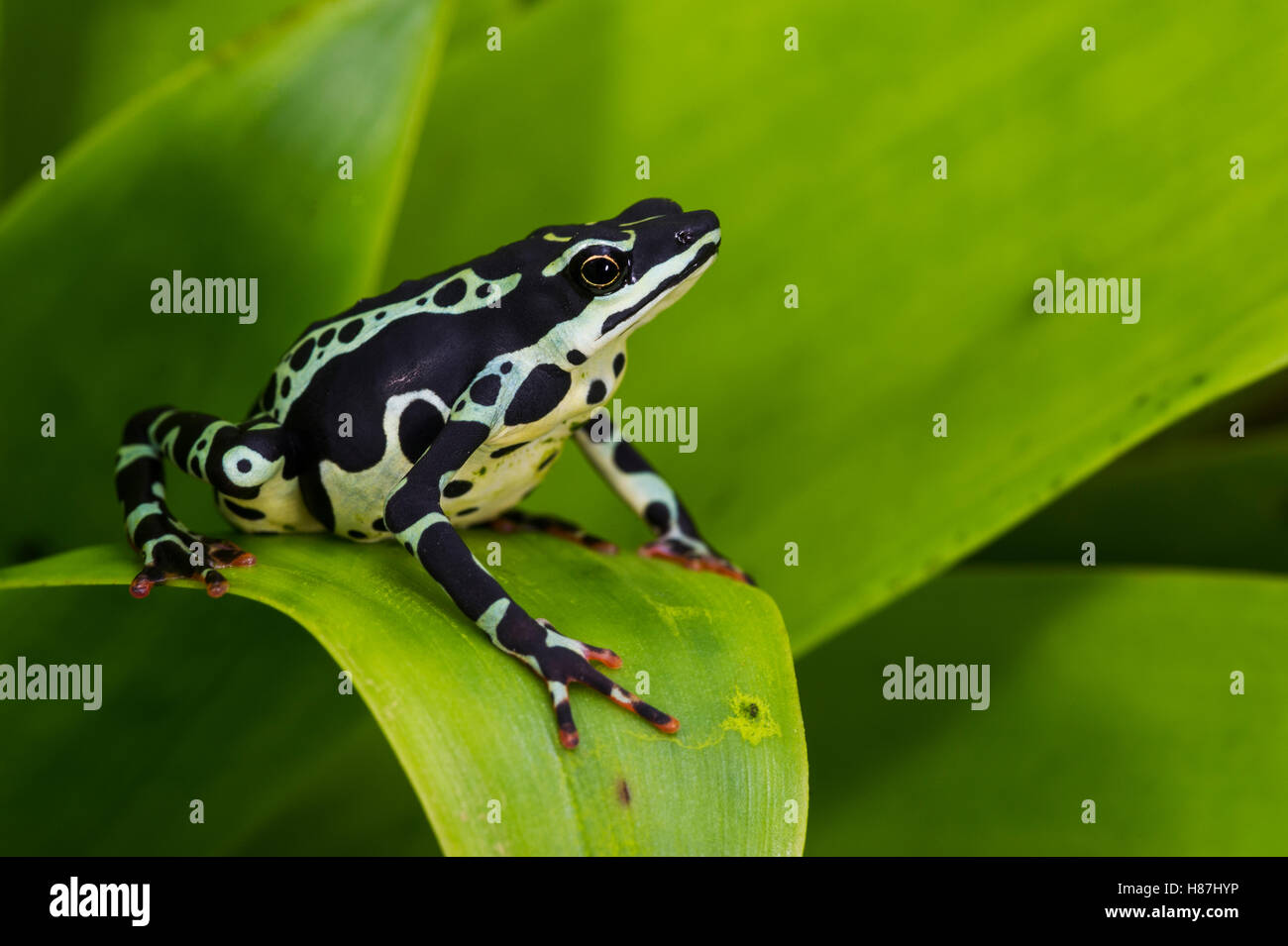Pebas Stubfoot Toad (Atelopus spumarius), native to South America Stock ...