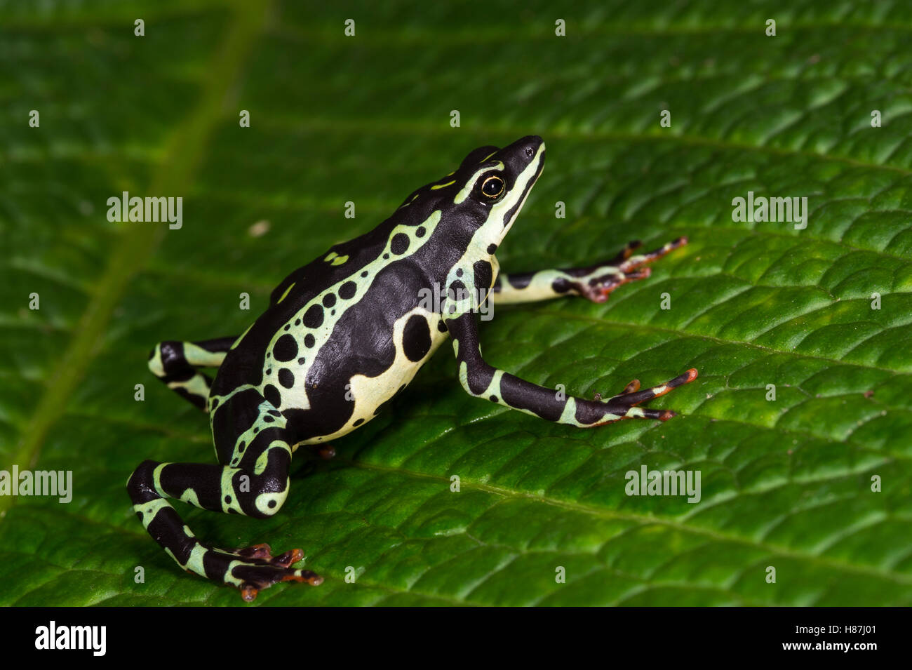 Pebas Stubfoot Toad (Atelopus spumarius), native to South America Stock ...