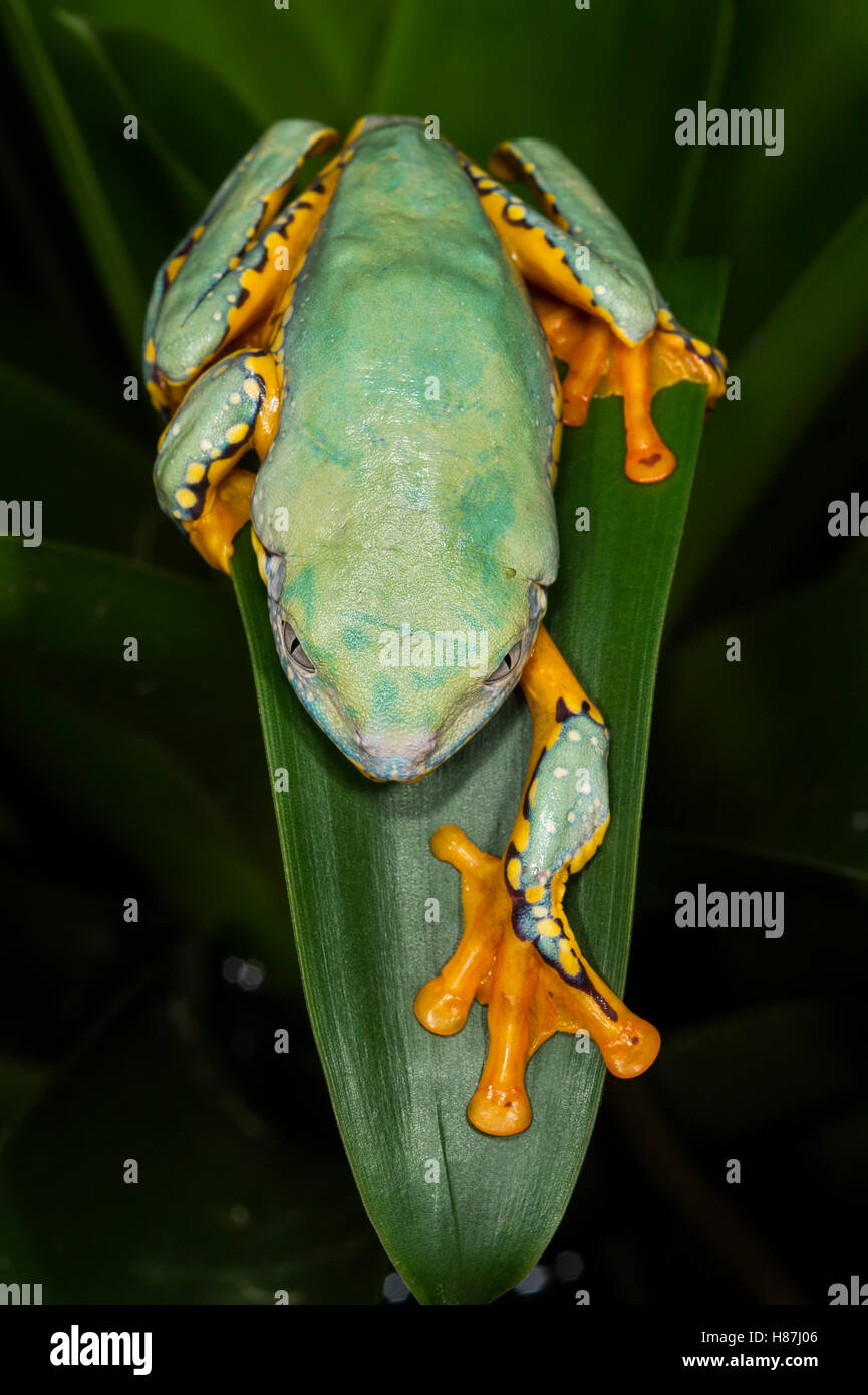 Splendid Leaf Frog (Agalychnis calcarifer), native to South America ...