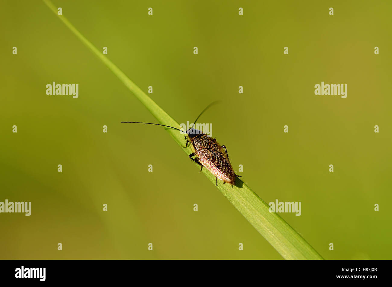 Macro photo of a bug on grass Stock Photo - Alamy