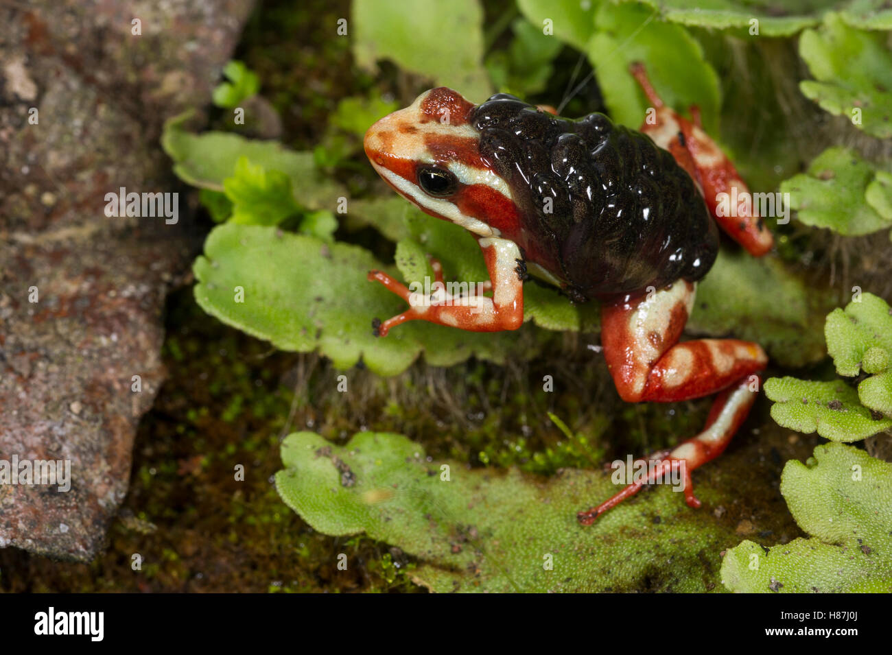 Anthony's Poison Arrow Frog (Epipedobates anthonyi) male carrying ...