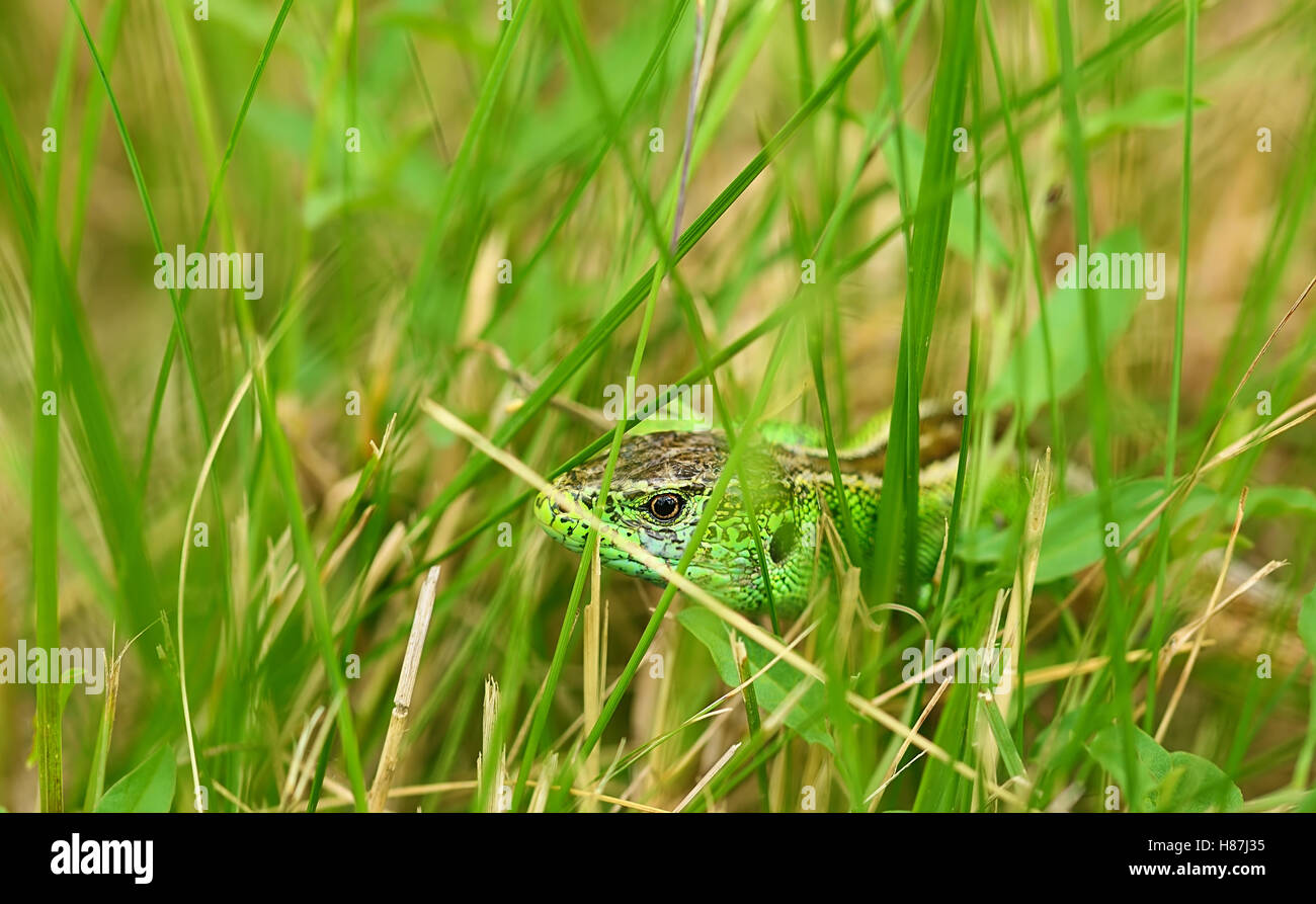 Green lizard in the grass Stock Photo - Alamy