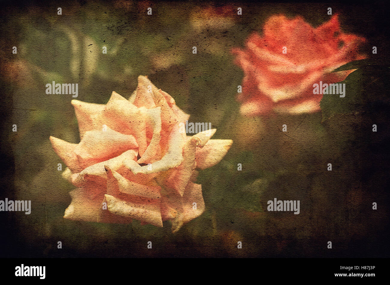 Vintage photo of roses on textured background Stock Photo - Alamy