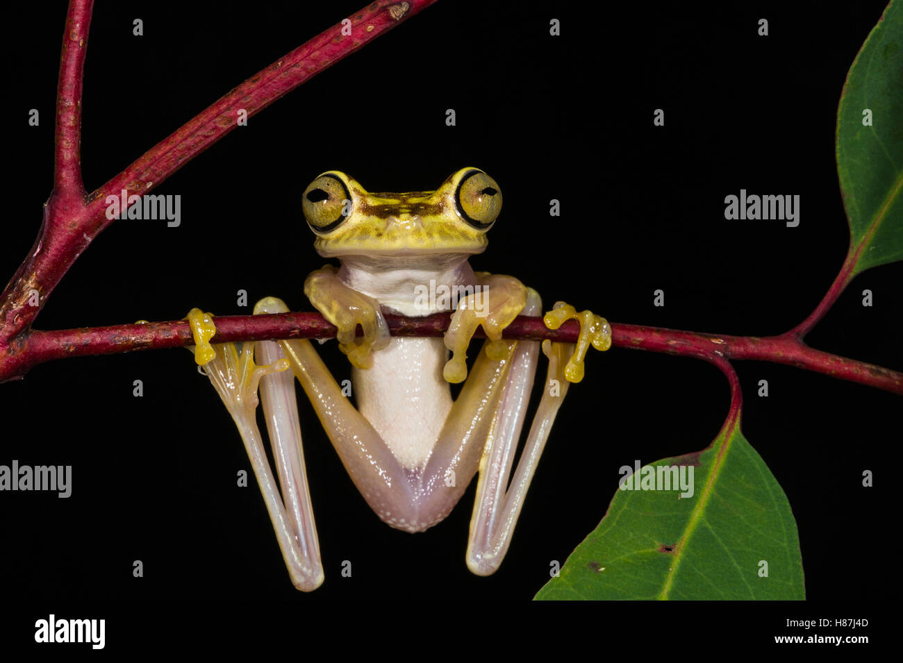 Chachi Tree Frog (Hypsiboas picturatus), native to South America Stock ...