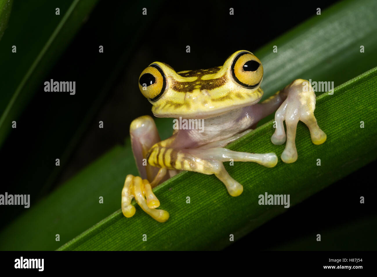 Chachi Tree Frog (Hypsiboas picturatus), native to South America Stock ...