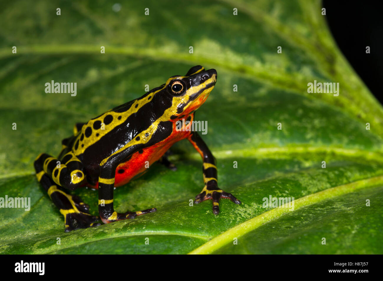 Pebas Stubfoot Toad (Atelopus spumarius), native to South America Stock ...