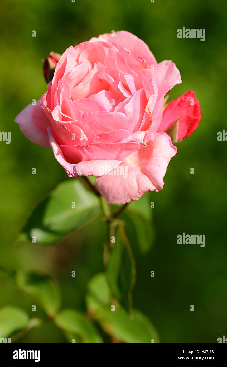 Closeup photo of a rose flower in the garden Stock Photo - Alamy