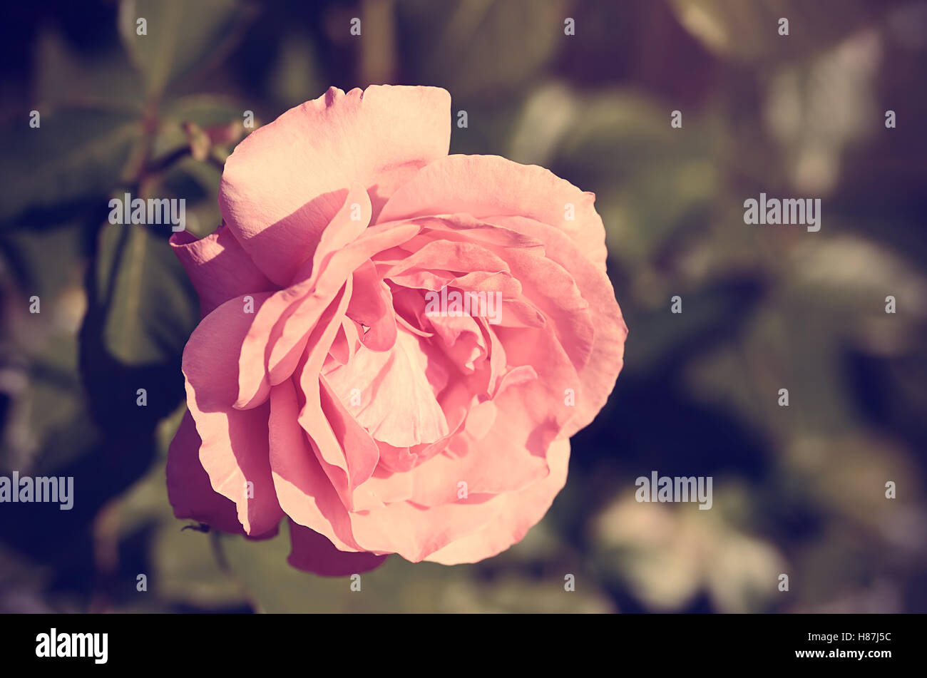 Vintage photo of a rose flower in the garden Stock Photo - Alamy
