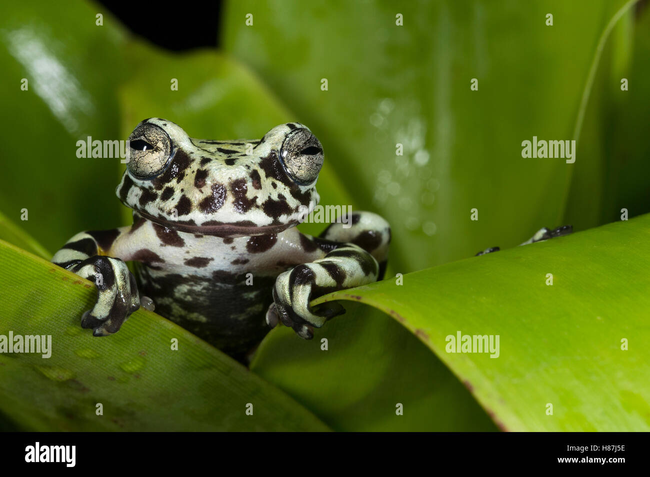 Tiger's Treefrog (Hyloscirtus tigrinus), newly described species ...