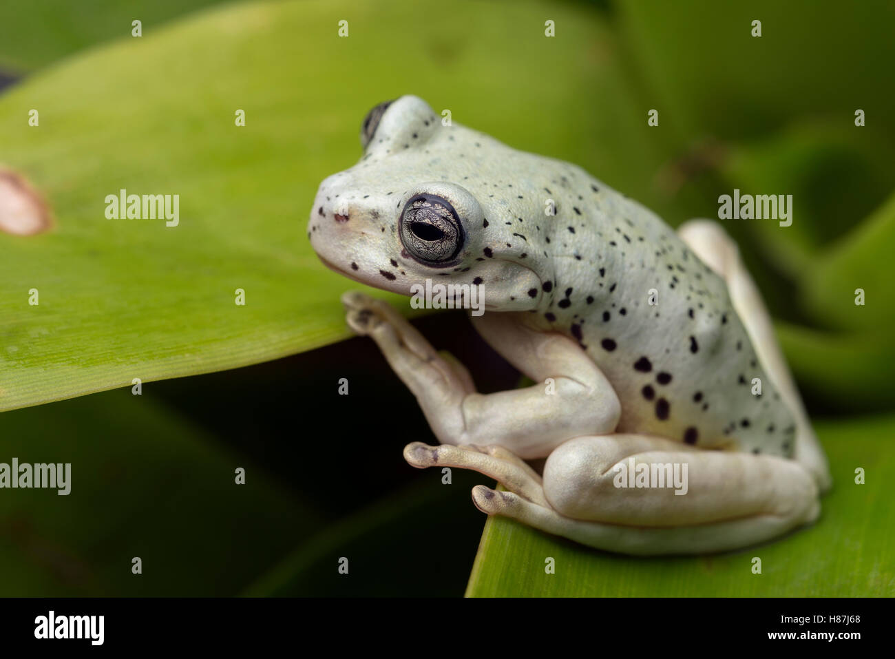 Tiger's Treefrog (Hyloscirtus tigrinus), newly described species ...