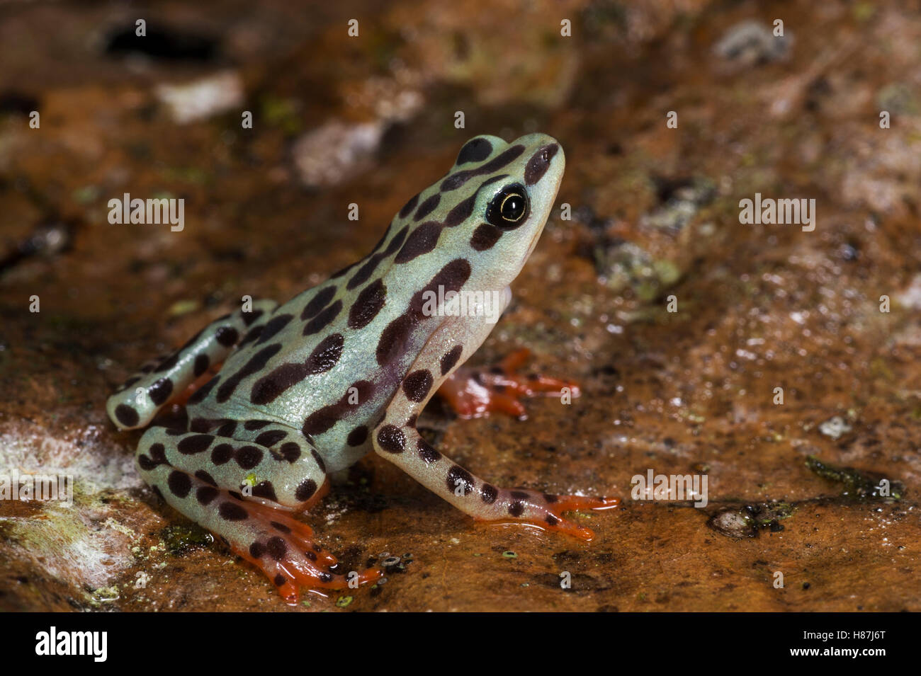 Rio Pescado Stubfoot Toad (Atelopus balios), native to South America ...