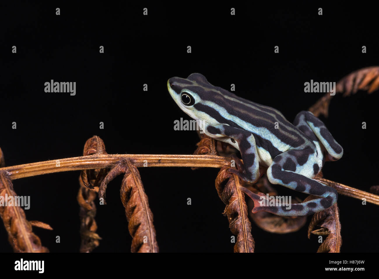 Elegant Stubfoot Toad (Atelopus elegans), native to South America Stock ...