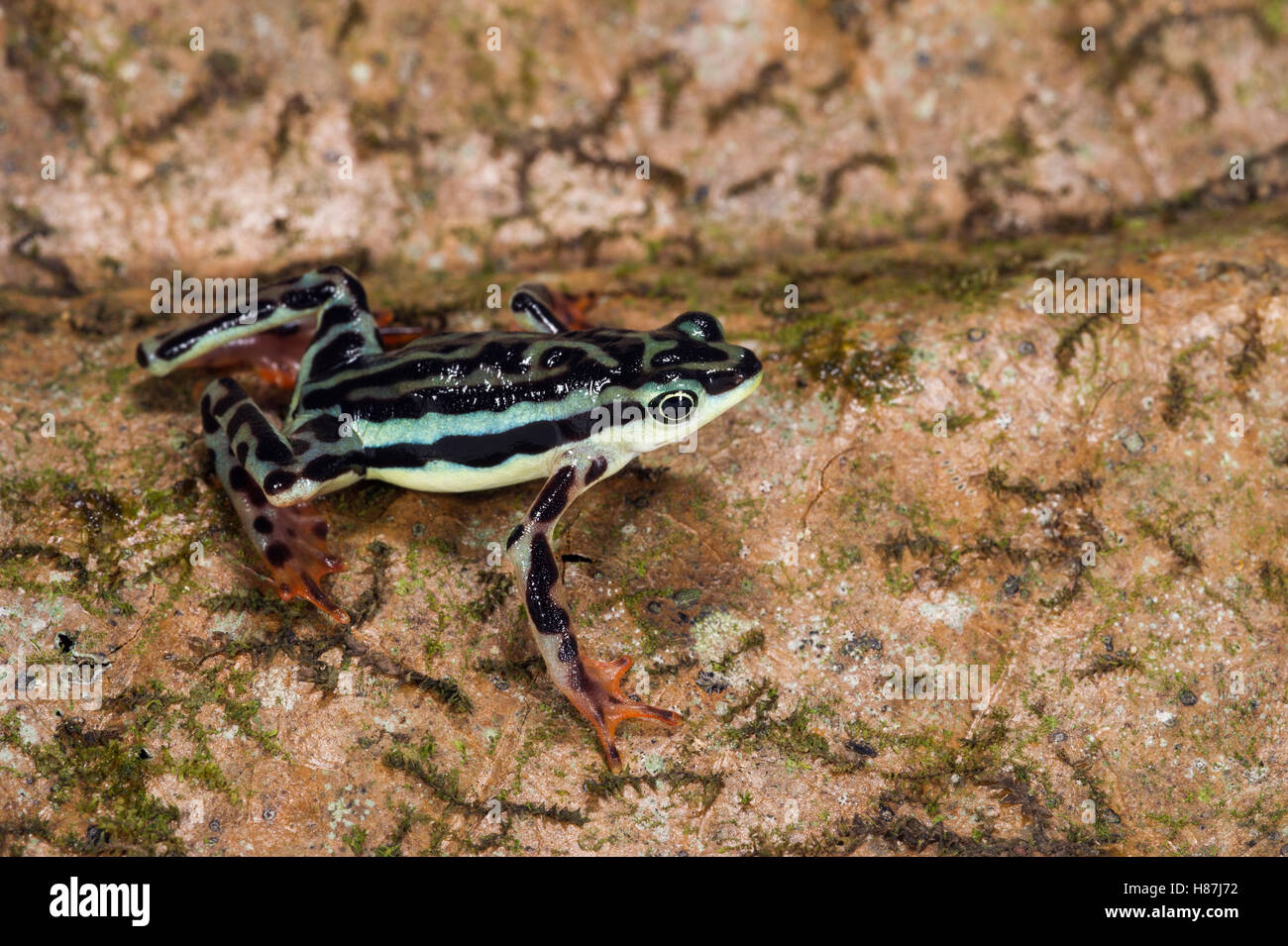 Elegant Stubfoot Toad (Atelopus elegans), native to South America Stock ...
