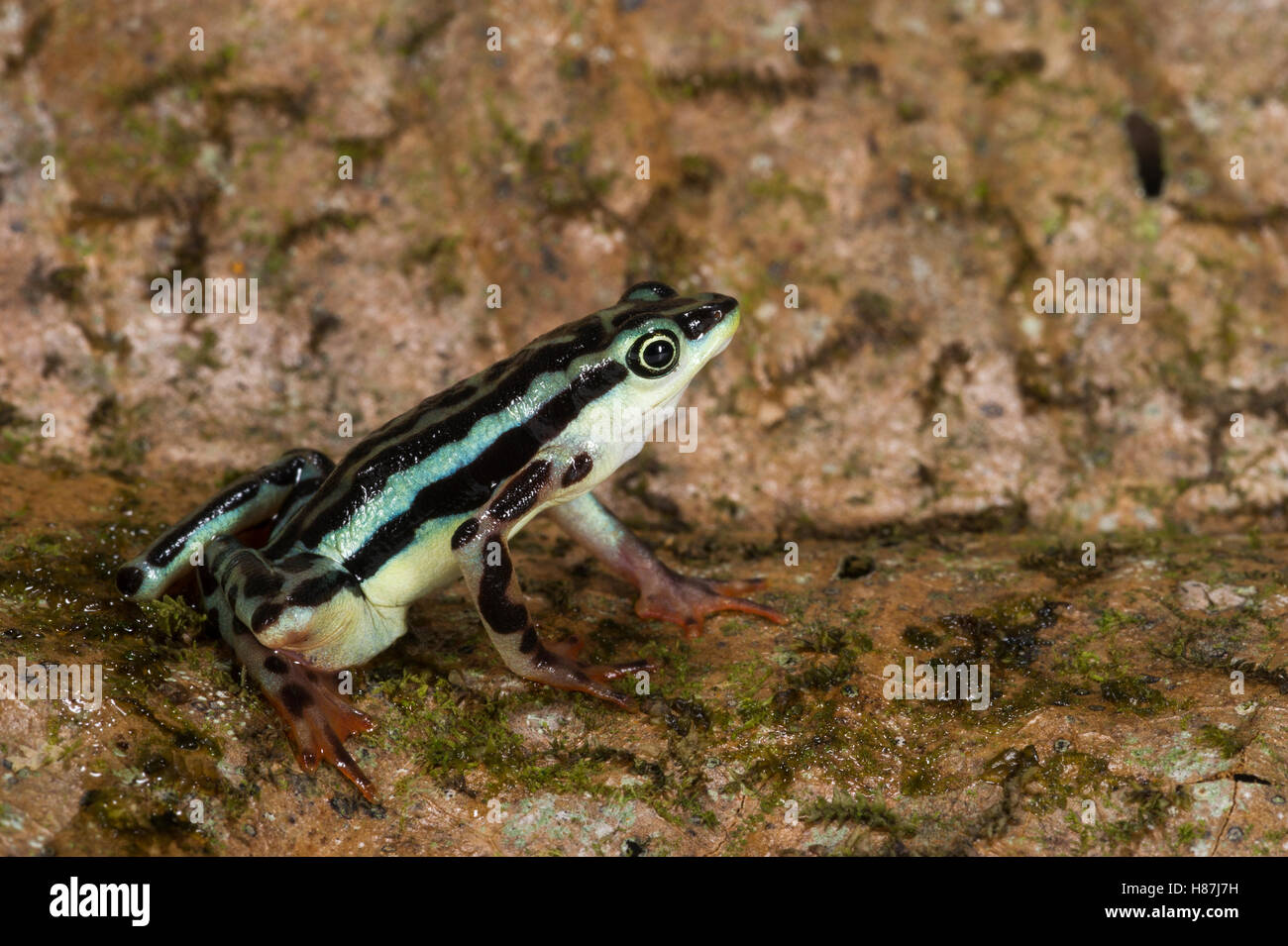 Elegant Stubfoot Toad (Atelopus elegans), native to South America Stock ...