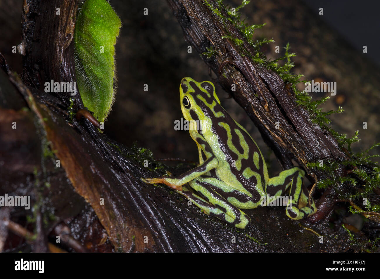 Elegant Stubfoot Toad (Atelopus elegans), native to South America Stock ...