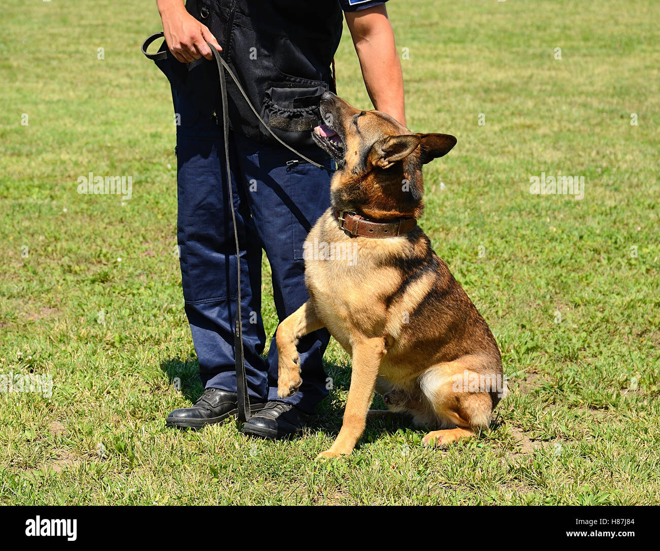 K9 Police High Resolution Stock Photography and Images - Alamy