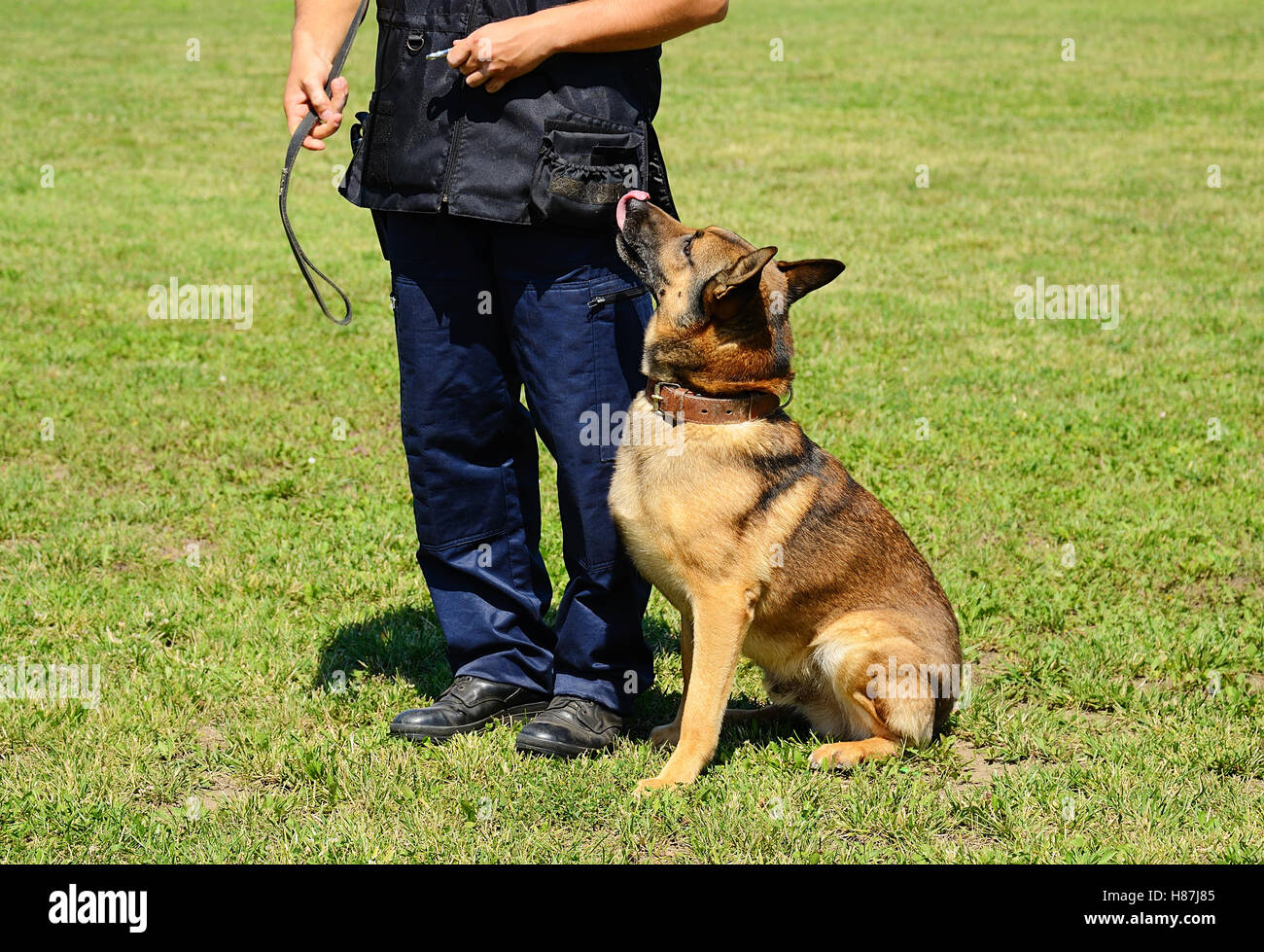 K9 police officer with his dog in training Stock Photo - Alamy