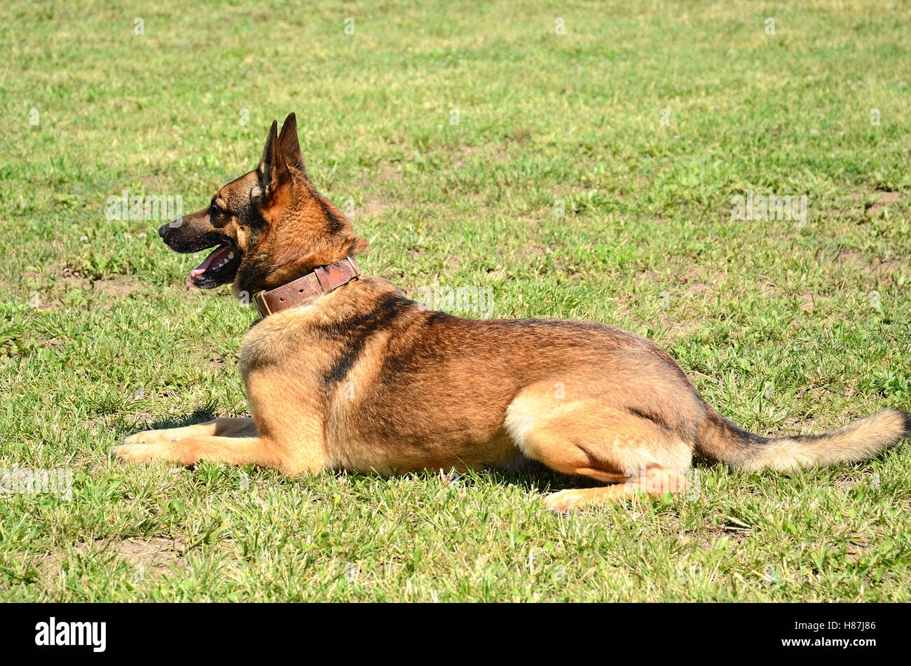 German shepherd resting on green grass Stock Photo - Alamy