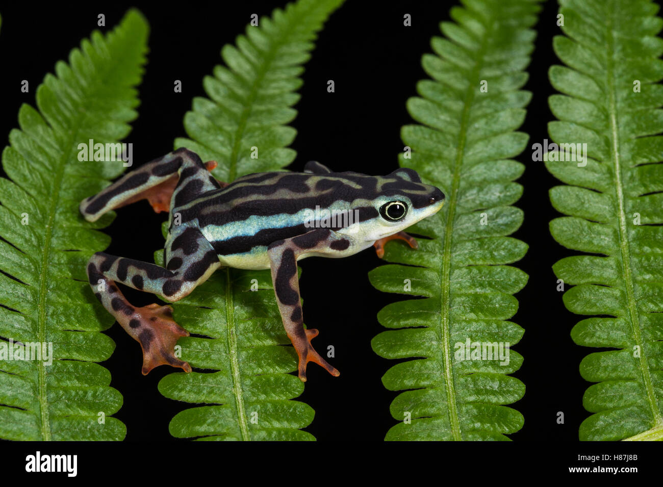 Elegant Stubfoot Toad (Atelopus elegans), native to South America Stock ...
