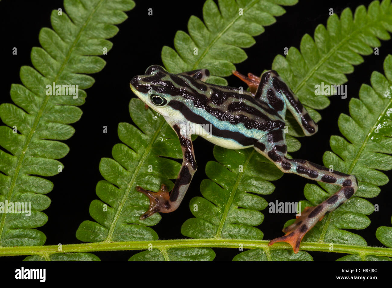 Elegant Stubfoot Toad (Atelopus elegans), native to South America Stock ...