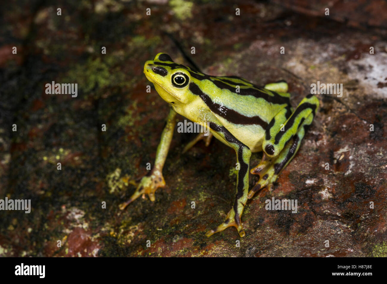 Elegant Stubfoot Toad (Atelopus elegans), native to South America Stock ...